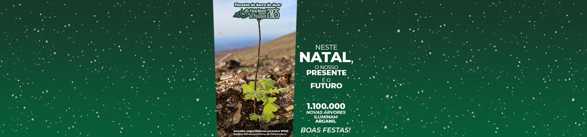 Slider Portal Cm Arganil Postal De Natal Cmarganil 2025 - Município de ...